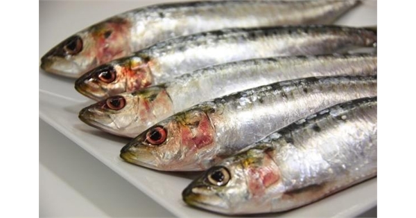 Sardines. Farm Direct