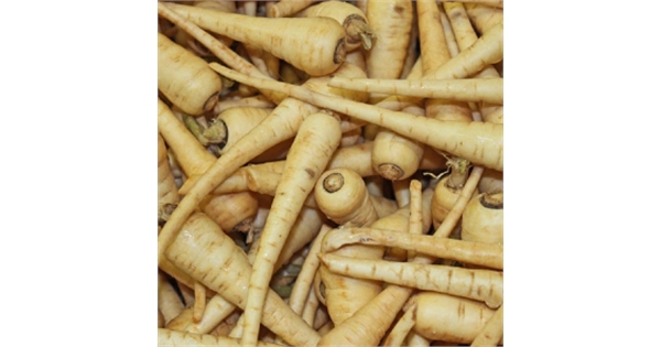 Baby Piccolo Parsnips. Farm Direct