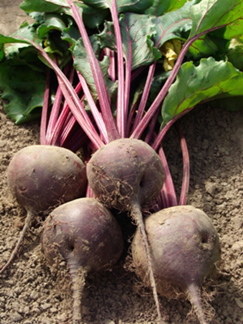 Farm Direct. Purple Beetroot, bunched