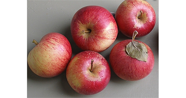 Red Pippin Apples. Farm Direct