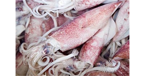 Half Squid, prepared. Farm Direct