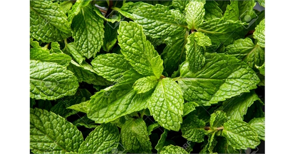 Fresh Mint. Farm Direct
