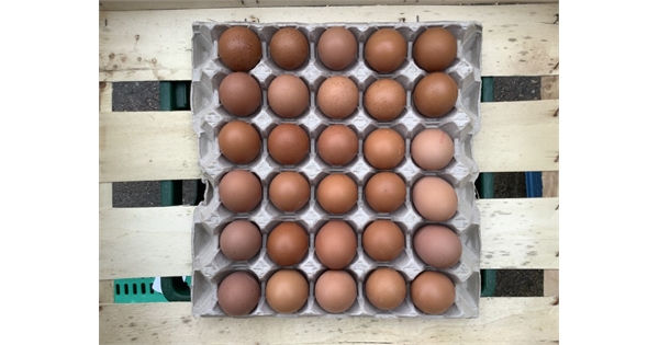 Extra Large Eggs. Farm Direct