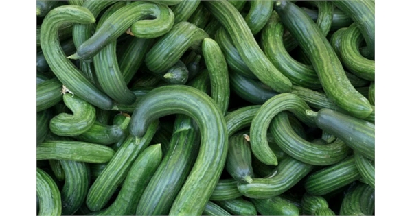 Wonky Cucumber. Farm Direct