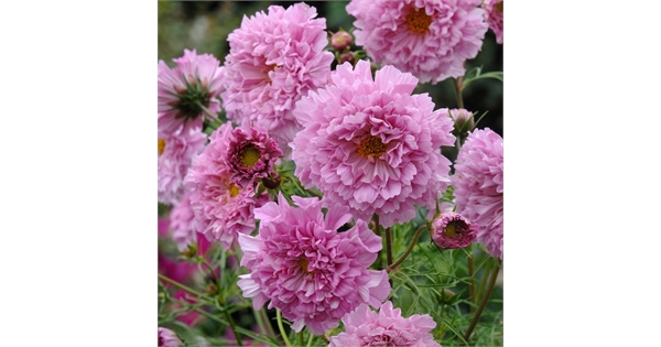 Cornflower Classic Magic Seeds. Farm Direct