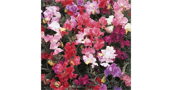 Sweet Pea Perfume Delight Seeds. Farm Direct