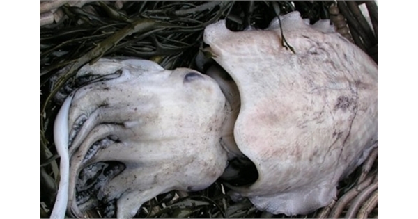 Cuttlefish, prepared. Farm Direct