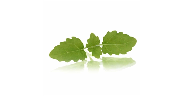 Lemon Balm Micro Cress. Farm Direct
