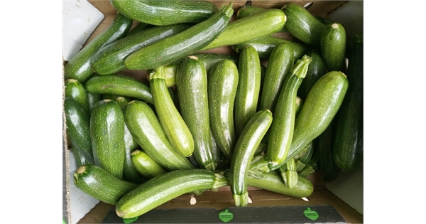 Courgettes, green. Farm Direct